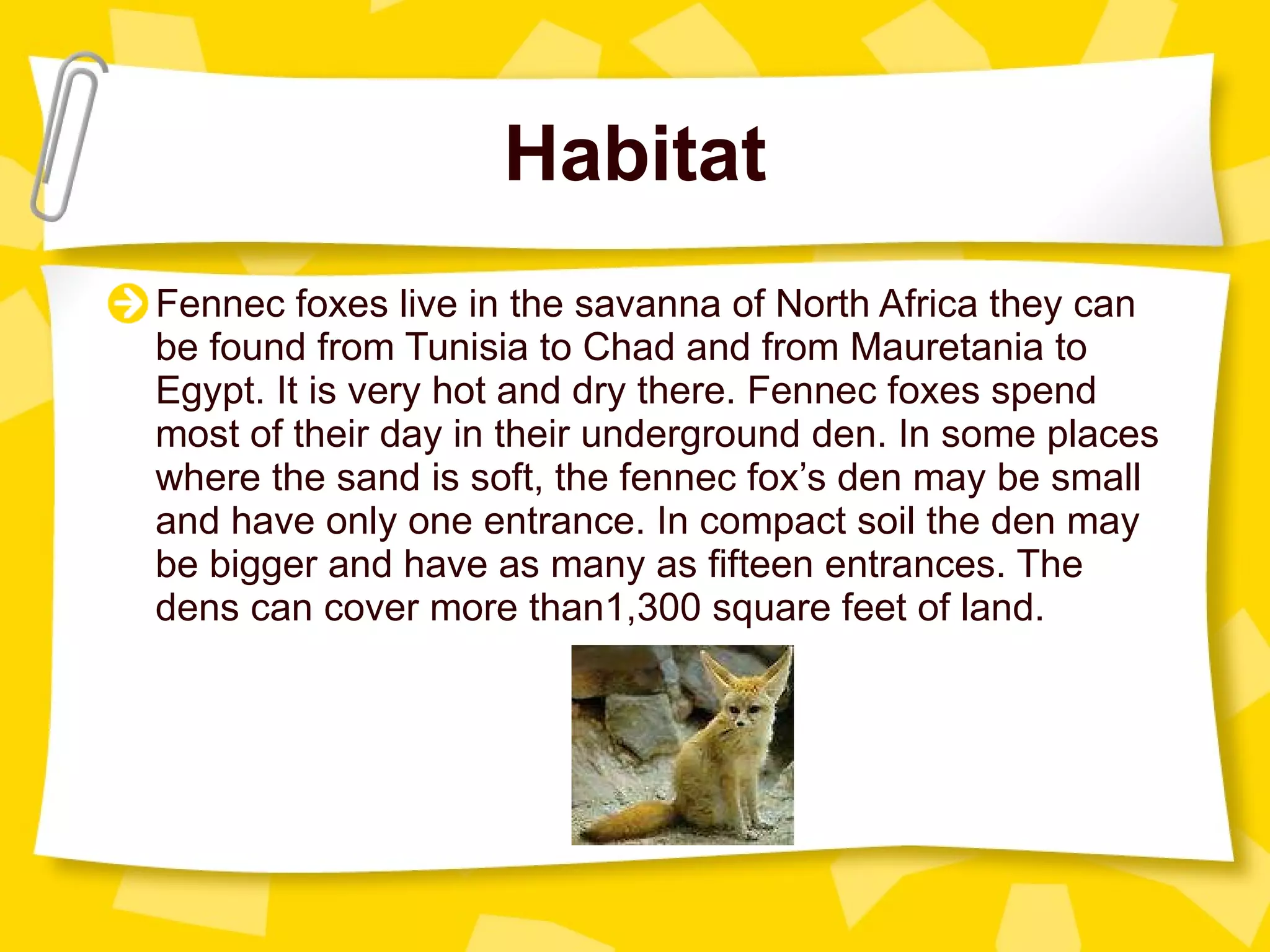 Fennec Fox | PPT