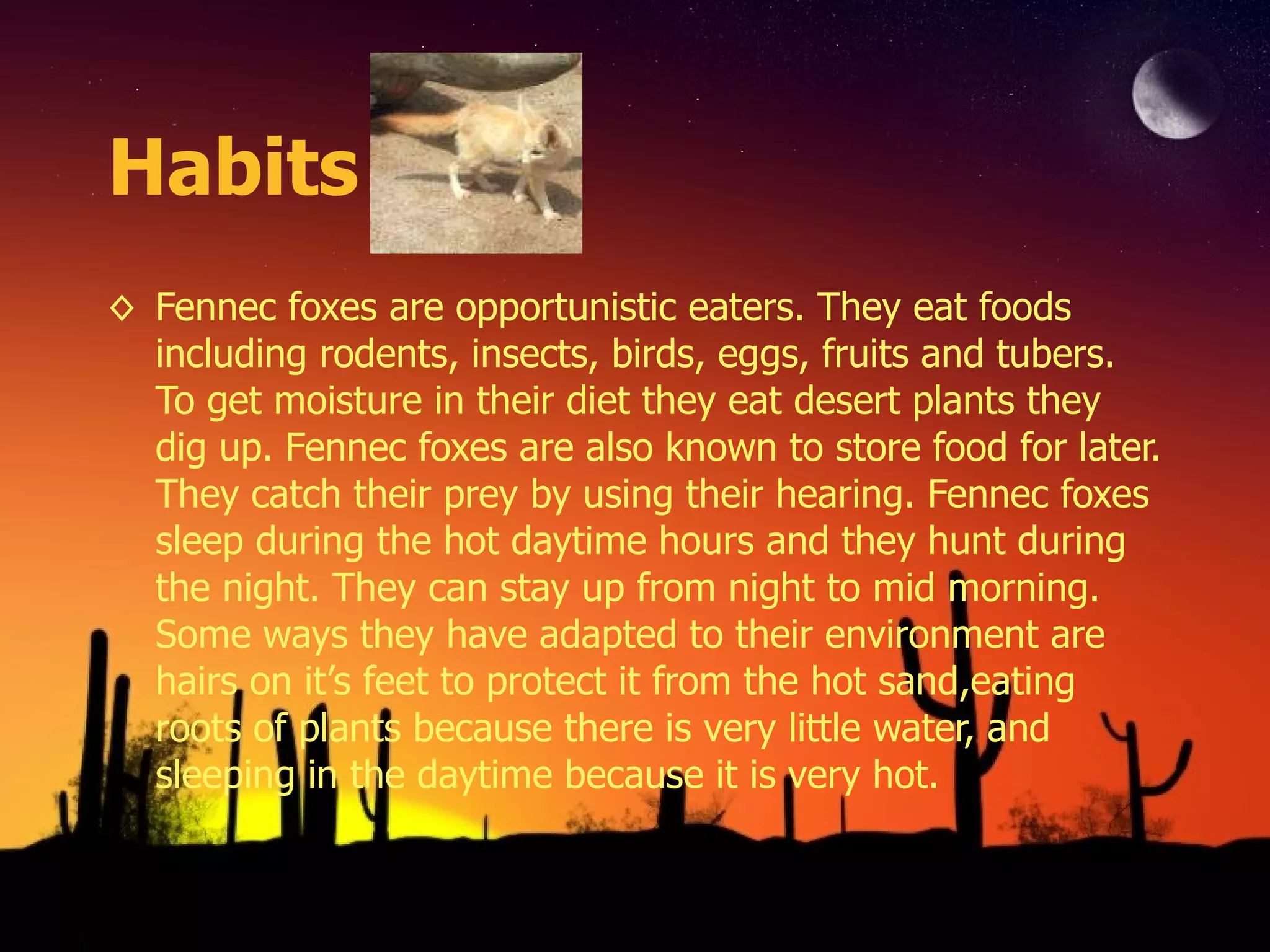 Fennec Fox | PPT