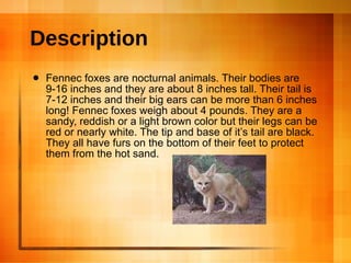 Fennec Fox | PPT