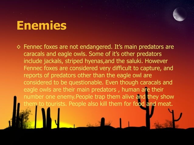Fennec Fox | PPT | Cats | Pets