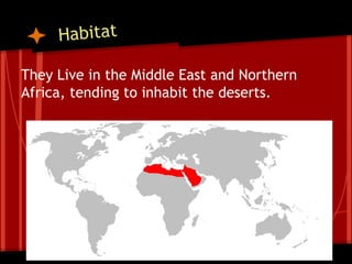 Fennec Fox Habitat Map