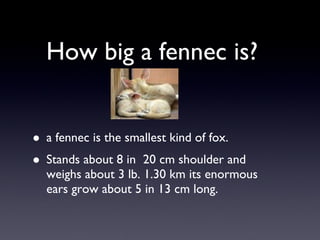 Fennecs | PPT