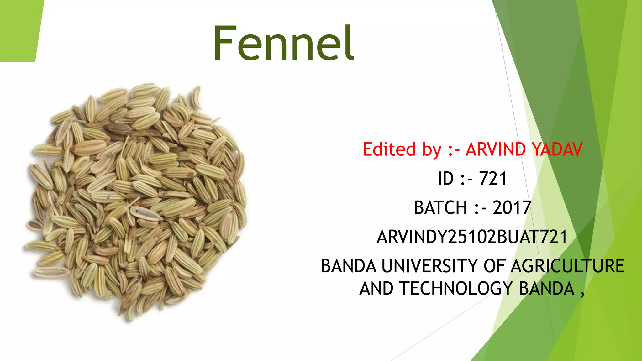 Fennel , CULTIVATION OF FENNEL , PRODUCTION TECHNOLOGY OF FENNEL , | PPTX
