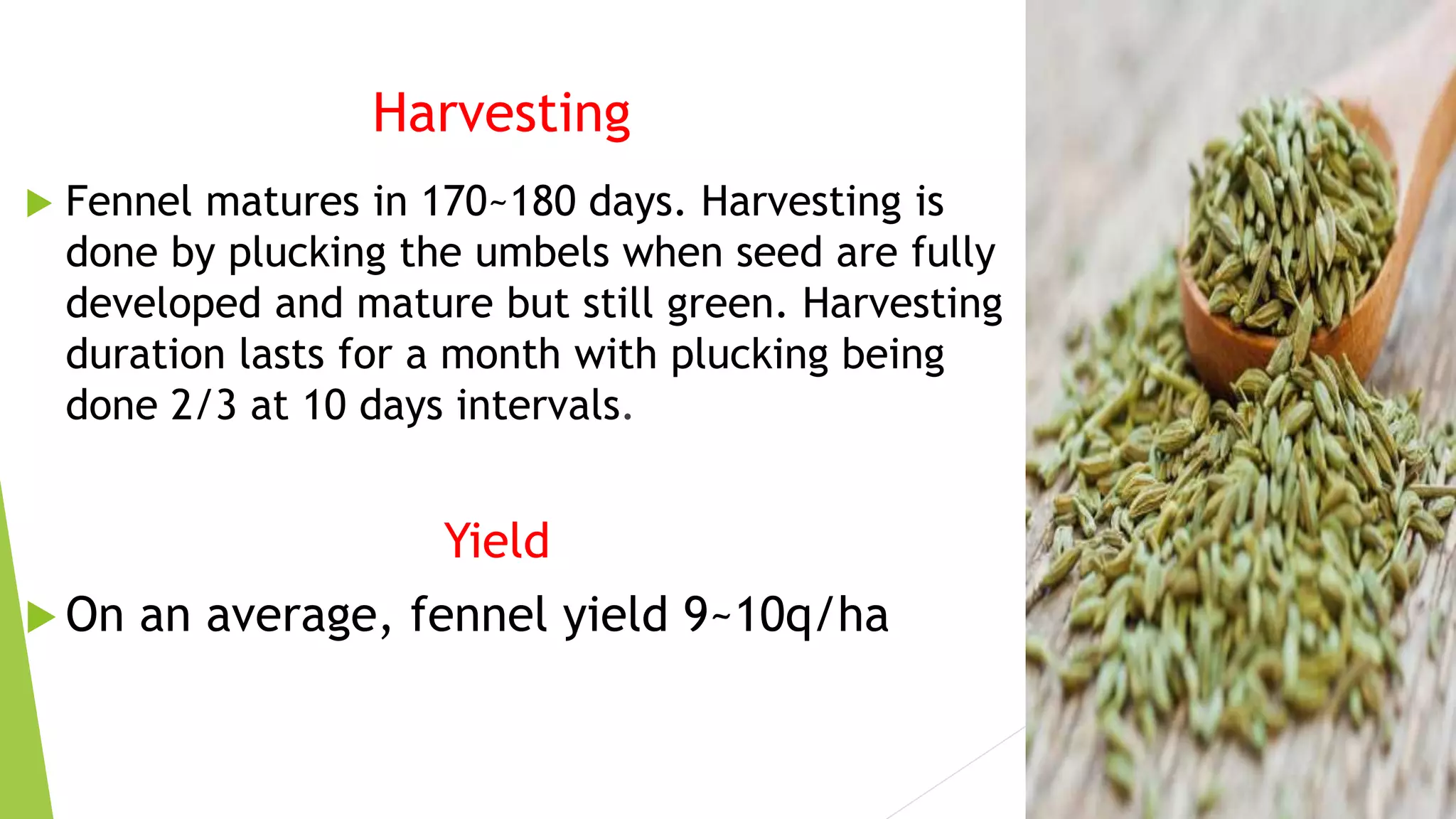 Fennel , CULTIVATION OF FENNEL , PRODUCTION TECHNOLOGY OF FENNEL , | PPTX