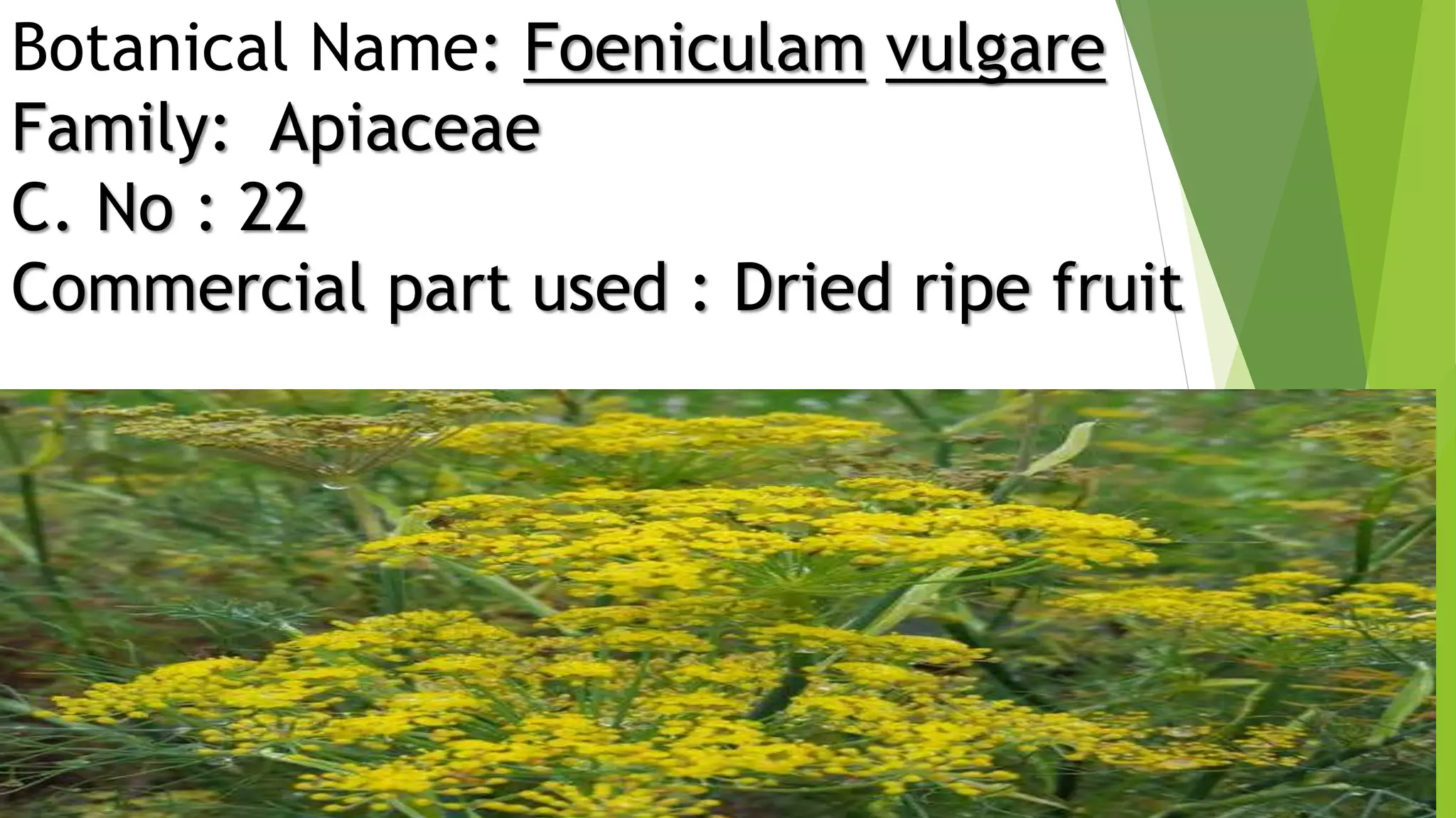 Fennel , CULTIVATION OF FENNEL , PRODUCTION TECHNOLOGY OF FENNEL , | PPTX
