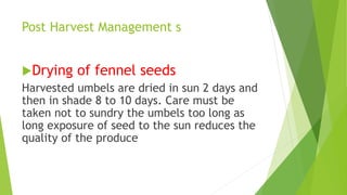 Fennel , CULTIVATION OF FENNEL , PRODUCTION TECHNOLOGY OF FENNEL , | PPTX