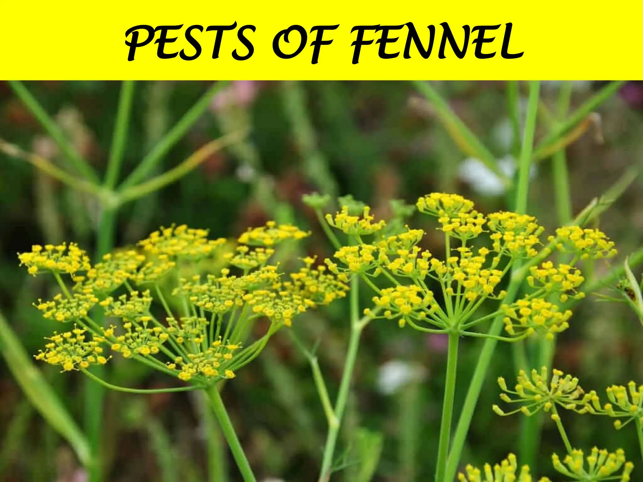 Fennel pests powerpoint presentation.pptx
