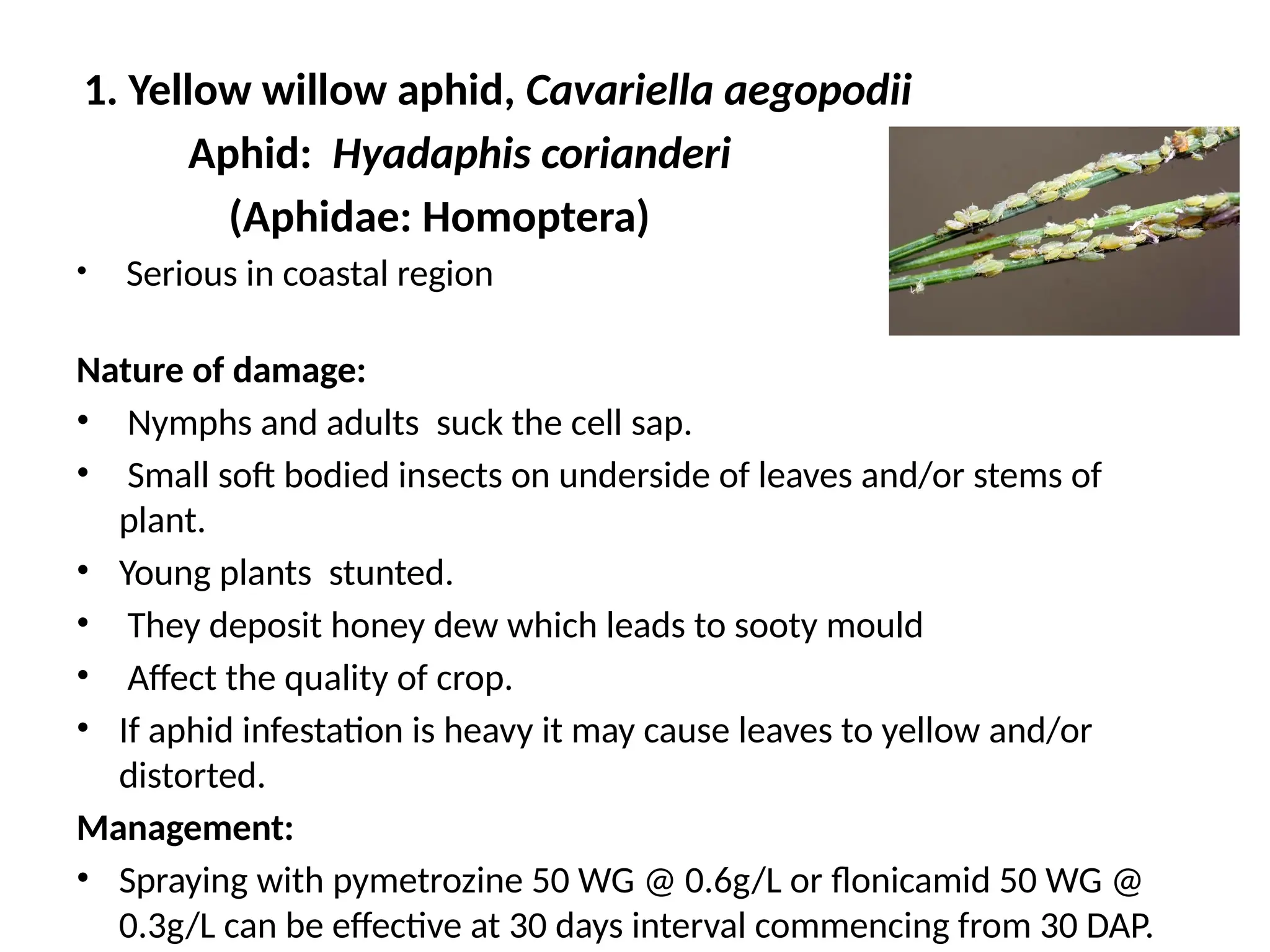 Fennel pests powerpoint presentation.pptx