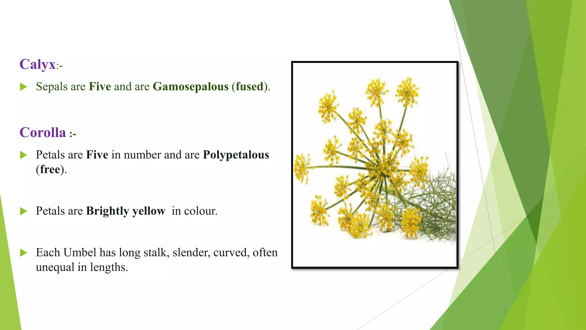 Seed Production and Floral Biology Fennel crop | PPTX