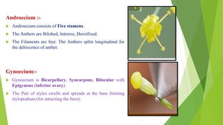 Seed Production and Floral Biology Fennel crop | PPTX