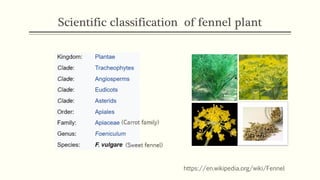Culinary and medicinal benefits of fennel seeds | PDF