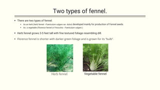 Culinary and medicinal benefits of fennel seeds | PDF