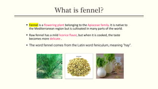 Culinary and medicinal benefits of fennel seeds | PDF