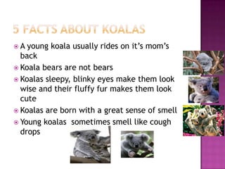 Fennelly koala | PPTX | Australia and Oceania Travel | Travel Locations