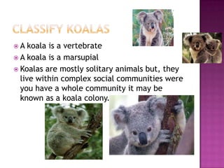 Fennelly koala | PPTX | Australia and Oceania Travel | Travel Locations