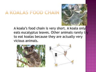 Koala Food Chain