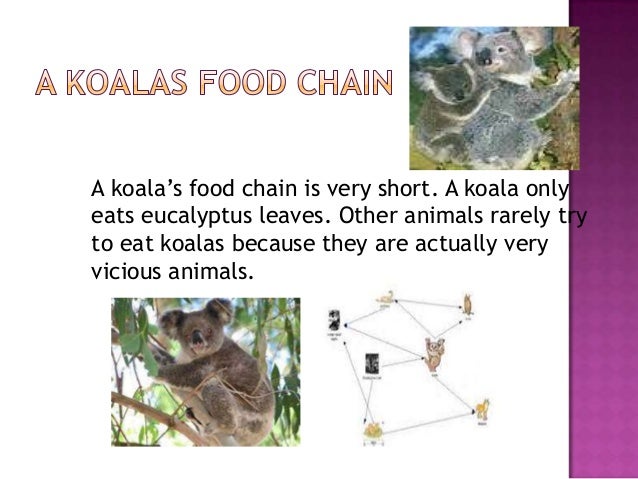 Koala Food Web Diagram