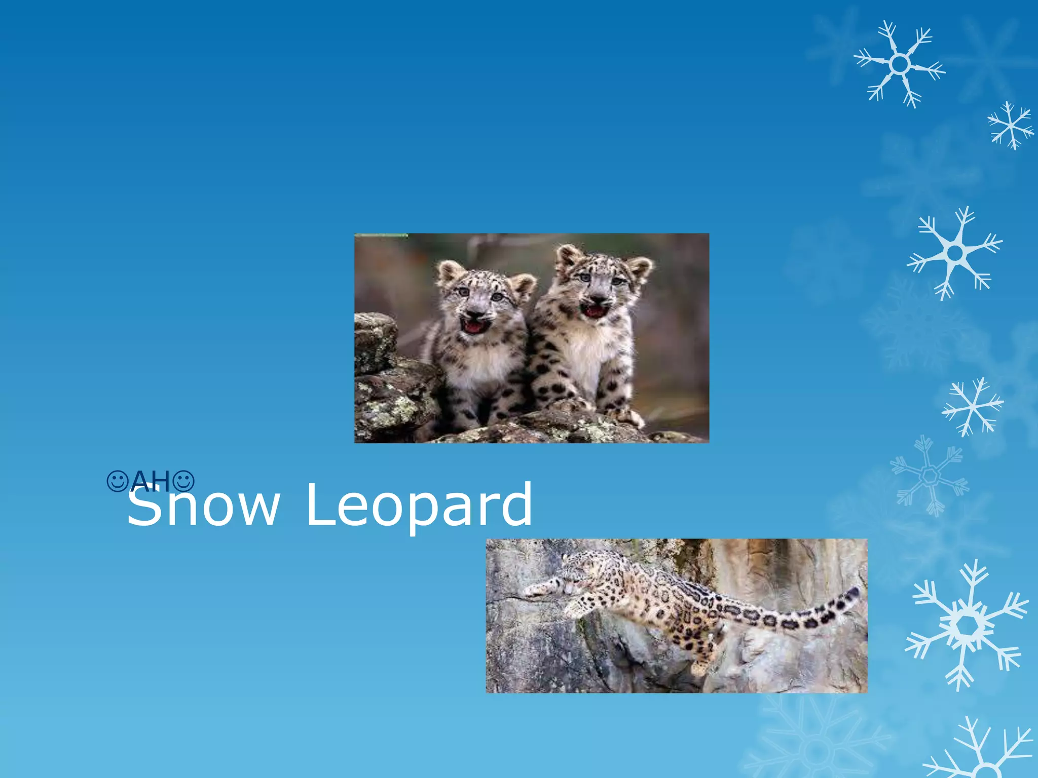 Fennelly snow leopard | PPTX | Cats | Pets