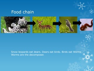 Fennelly snow leopard | PPT