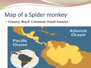 Fennelly spider monkey | PPTX