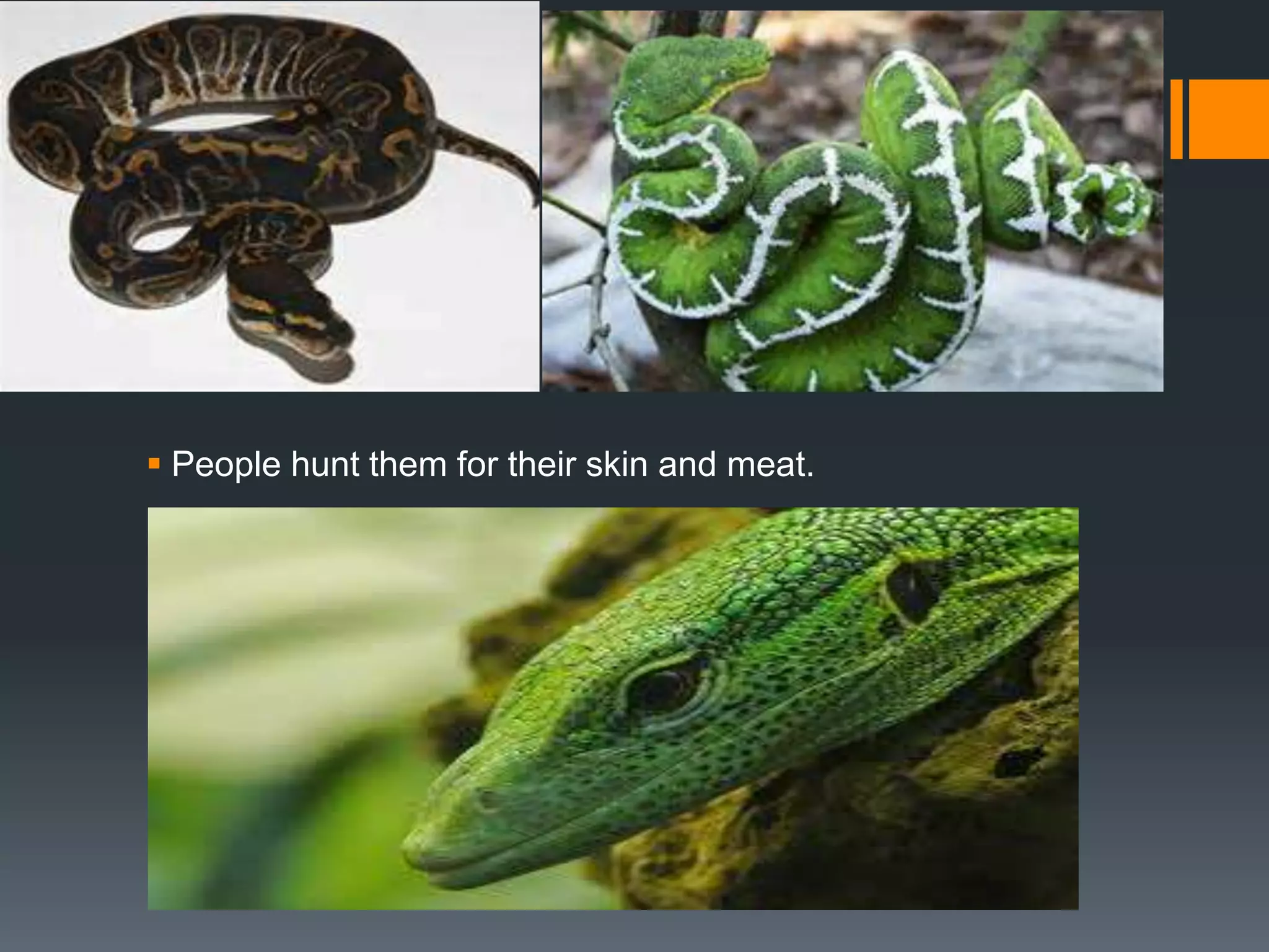 Fennelly tree snake | PPTX