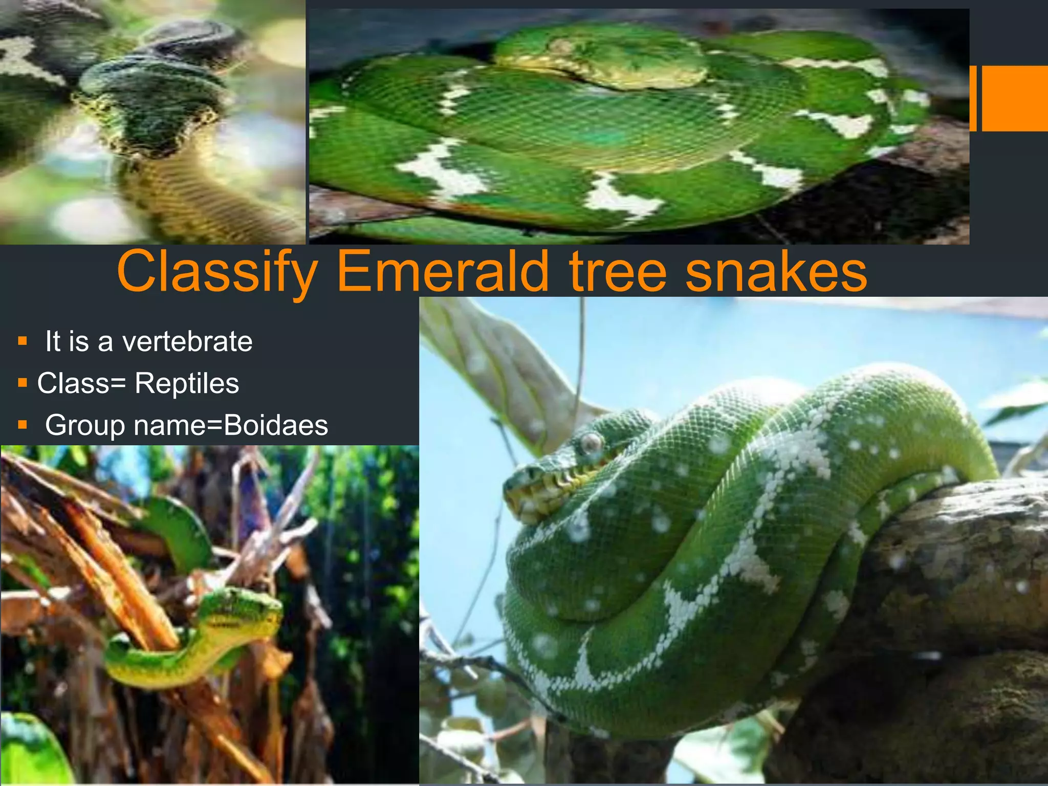 Fennelly tree snake | PPTX