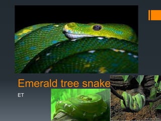 Fennelly tree snake | PPTX