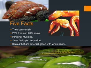 Fennelly tree snake | PPTX