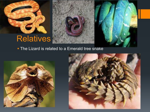 Fennelly tree snake | PPTX