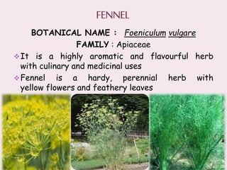 Fennel Cultivation | PPTX