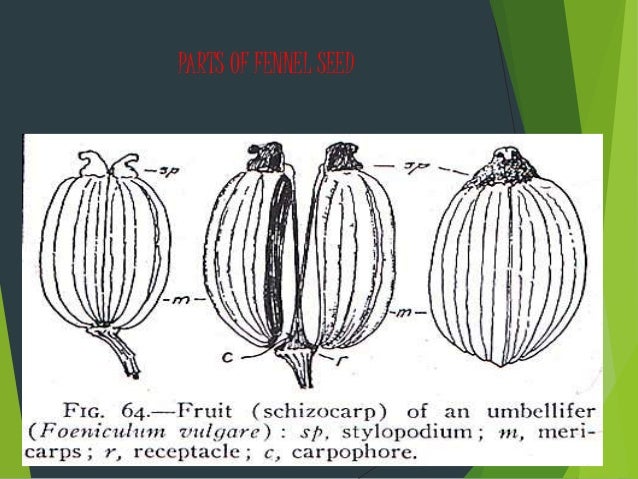 Fennel seed