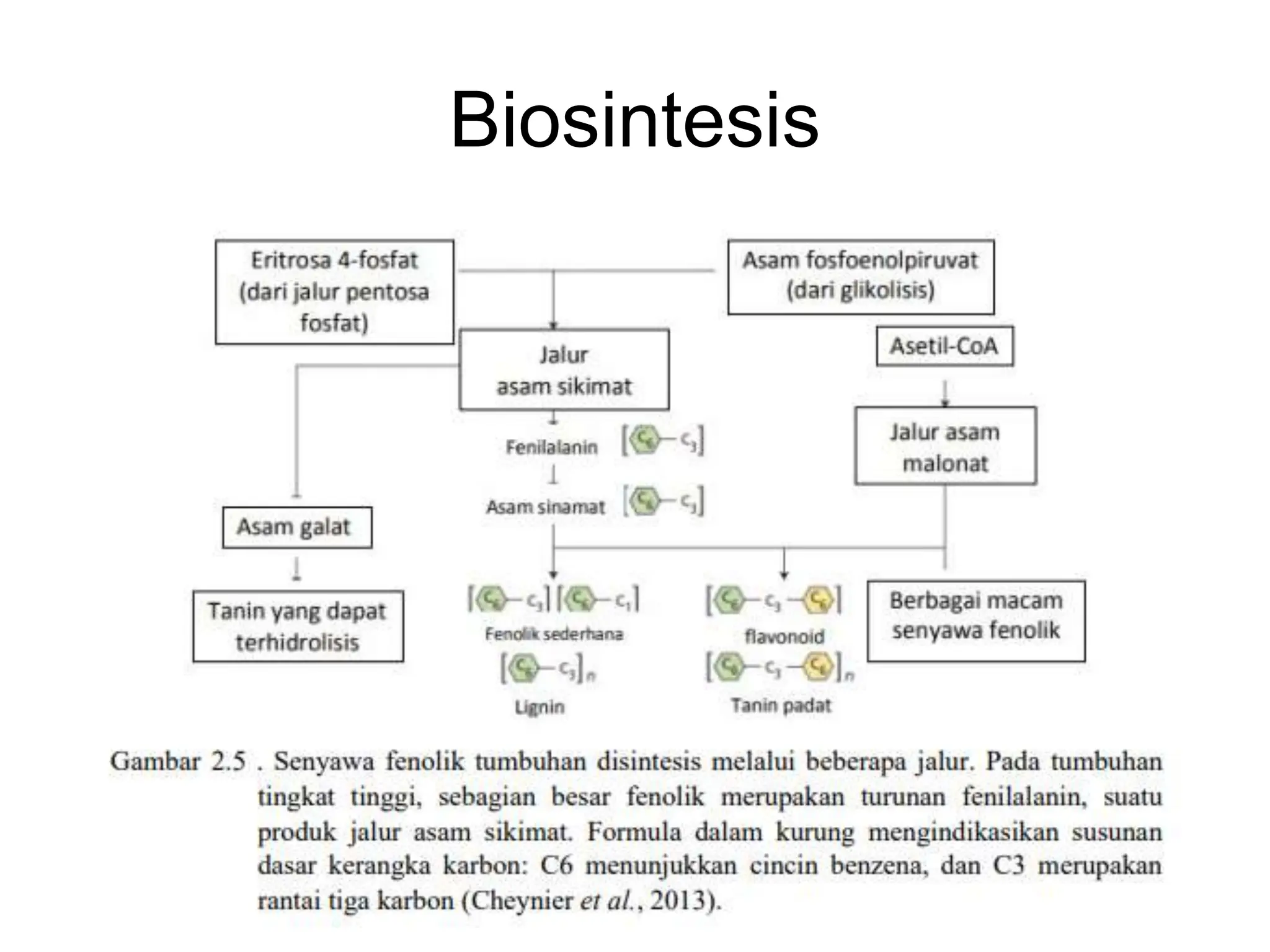 Fitokimia mengenai Pembahasan Fenol dan fenolik | PPT