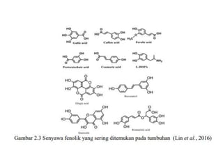 Fitokimia mengenai Pembahasan Fenol dan fenolik | PPT