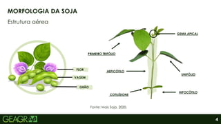 FENOLOGIA E FISIOLOGIA DA SOJA.pptx