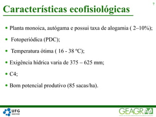 Fenologia e Fisiologia do Sorgo e Milheto | PPT