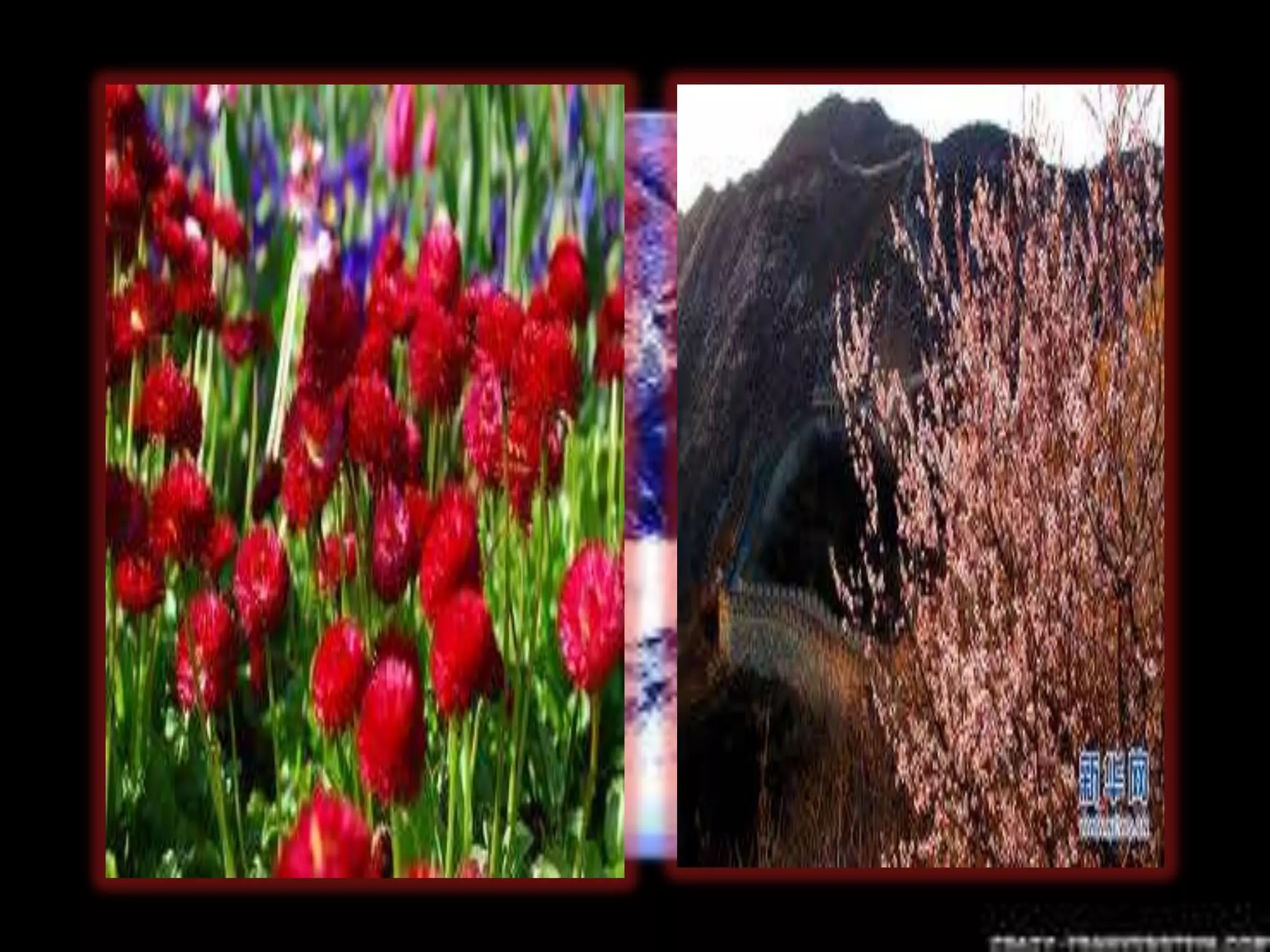 Fenomena empat musim | PPTX