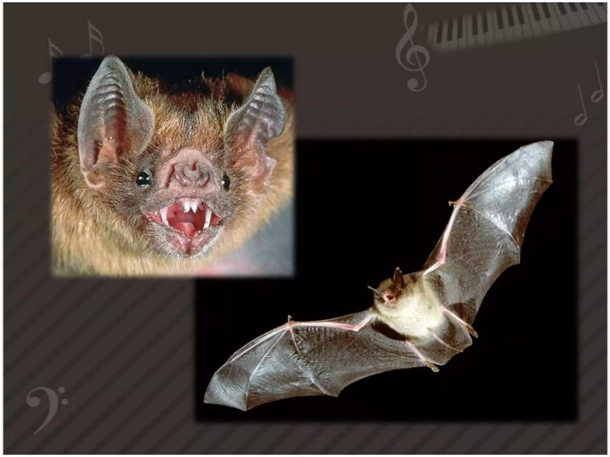 Fenomene acustice | PPTX