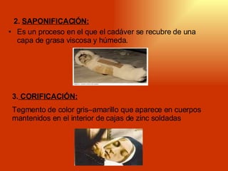 Fenómenos Cadavéricos( Exam) | PPT