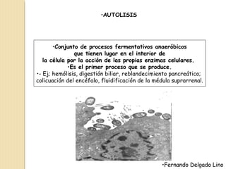 Fenomenos cadavericos-tardios | PPT
