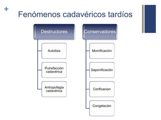 Fenómenos cadavéricos | PPTX