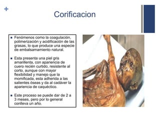 Fenómenos cadavéricos | PPTX