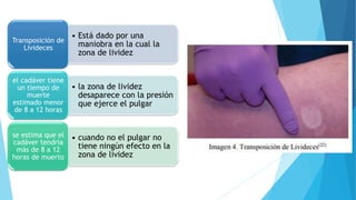 FENOMENOS CADÁVÉRICOS Y EL TANATOCRONODIAGNÓSTICO.pptx