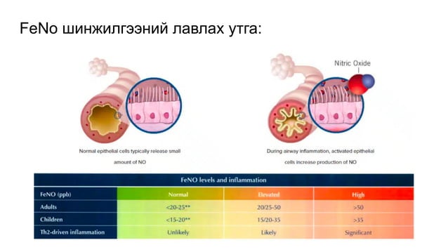 Feno test.pdf………………………………………………………………,,, | PPT