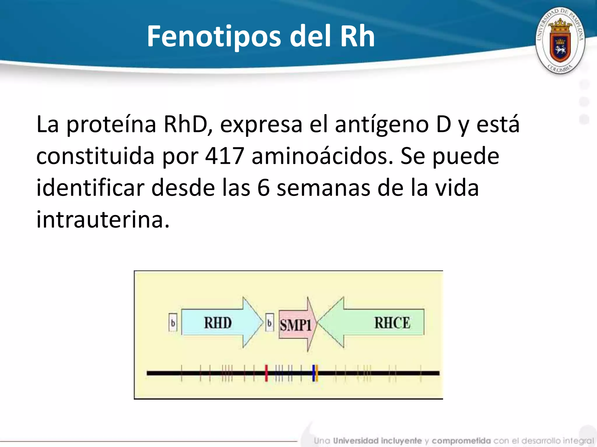 Fenotipos del rh | PPTX