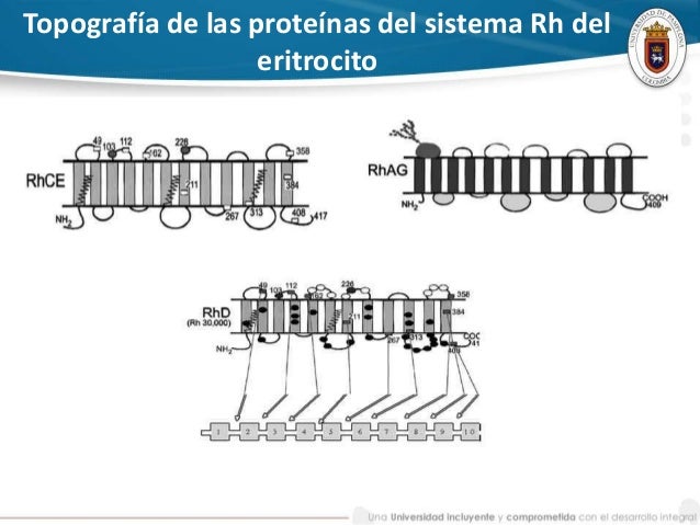 Fenotipos del Rh