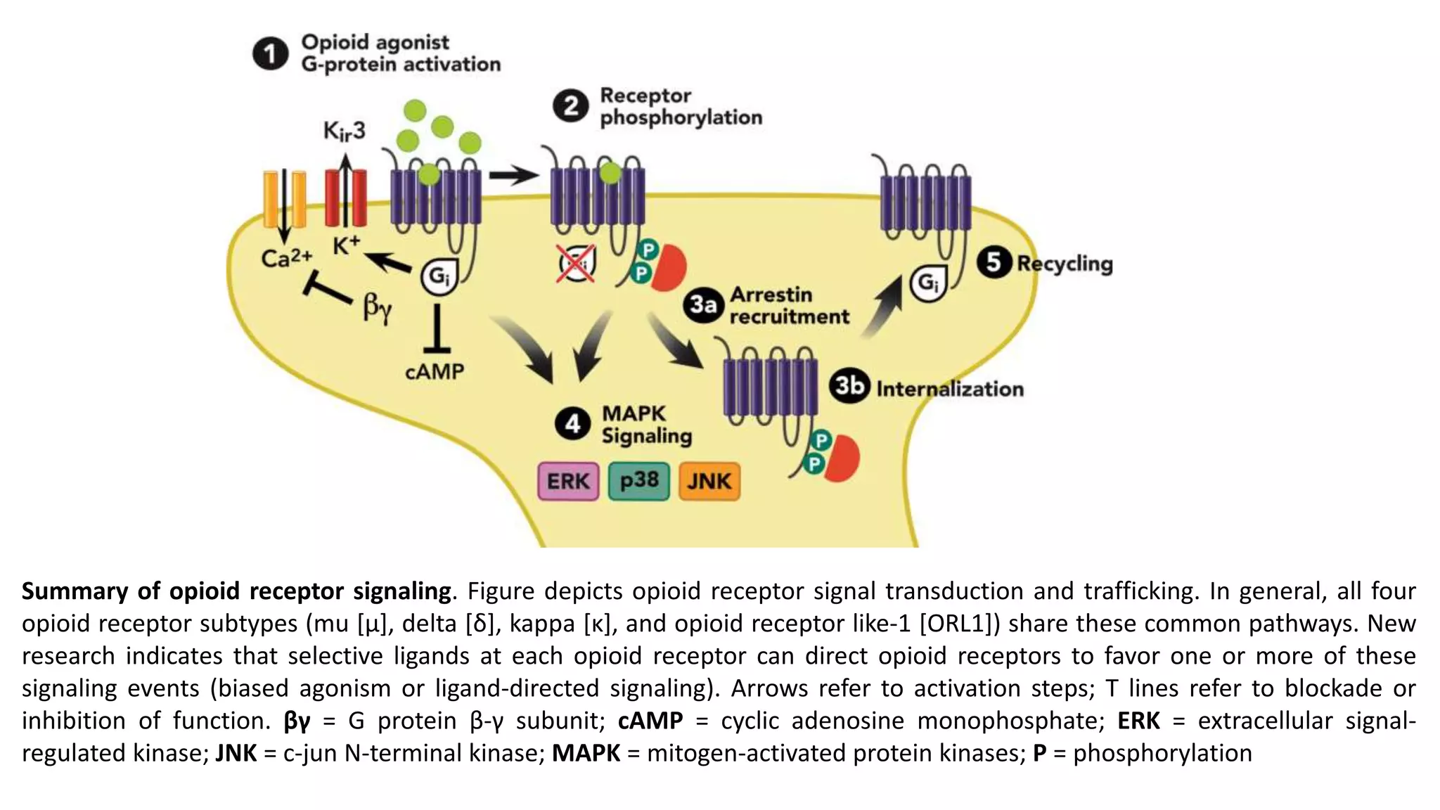 Fentanyl mechanism of action and its uses | PPTX