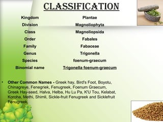 Fenugreek seeds - Cultivation and Gum production. | PPT