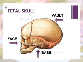 Feotal skull presentation | PPTX