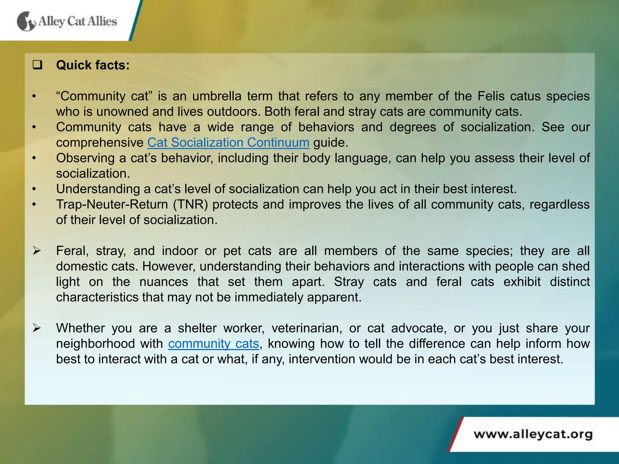 Feral and stray cats: an important difference | PPTX