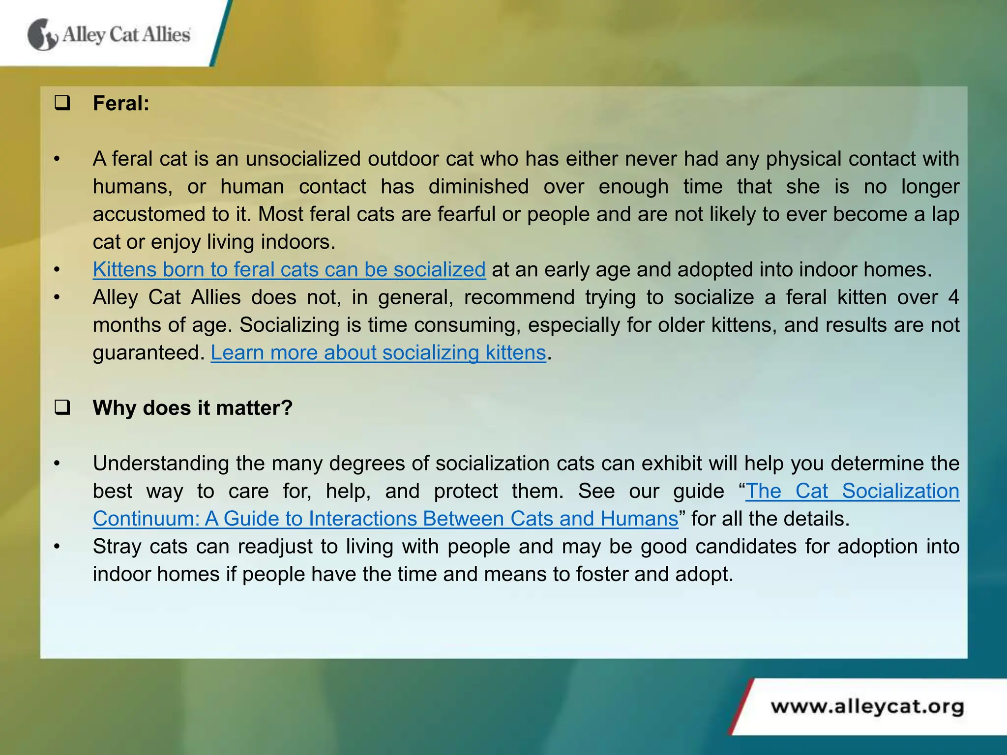 Feral and stray cats: an important difference | PPTX